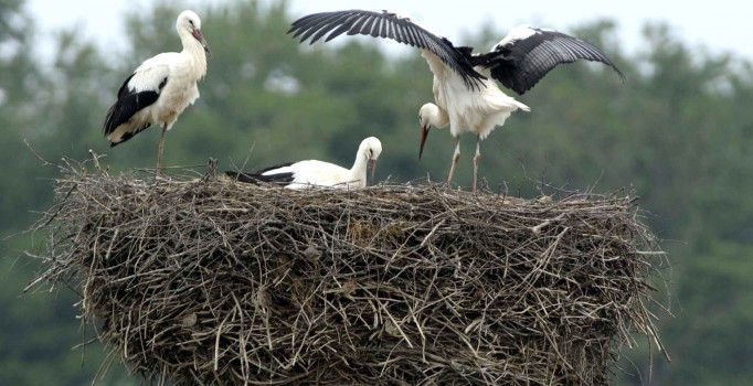 Sevindiren Gelişme: Üniversite Kampüsünde Leylek Yuvaları | Ekolojist.net
